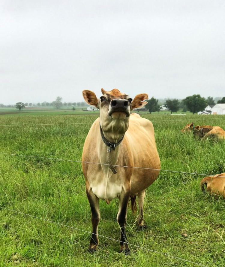 Lancaster Travel Diaries - Meshko Moments